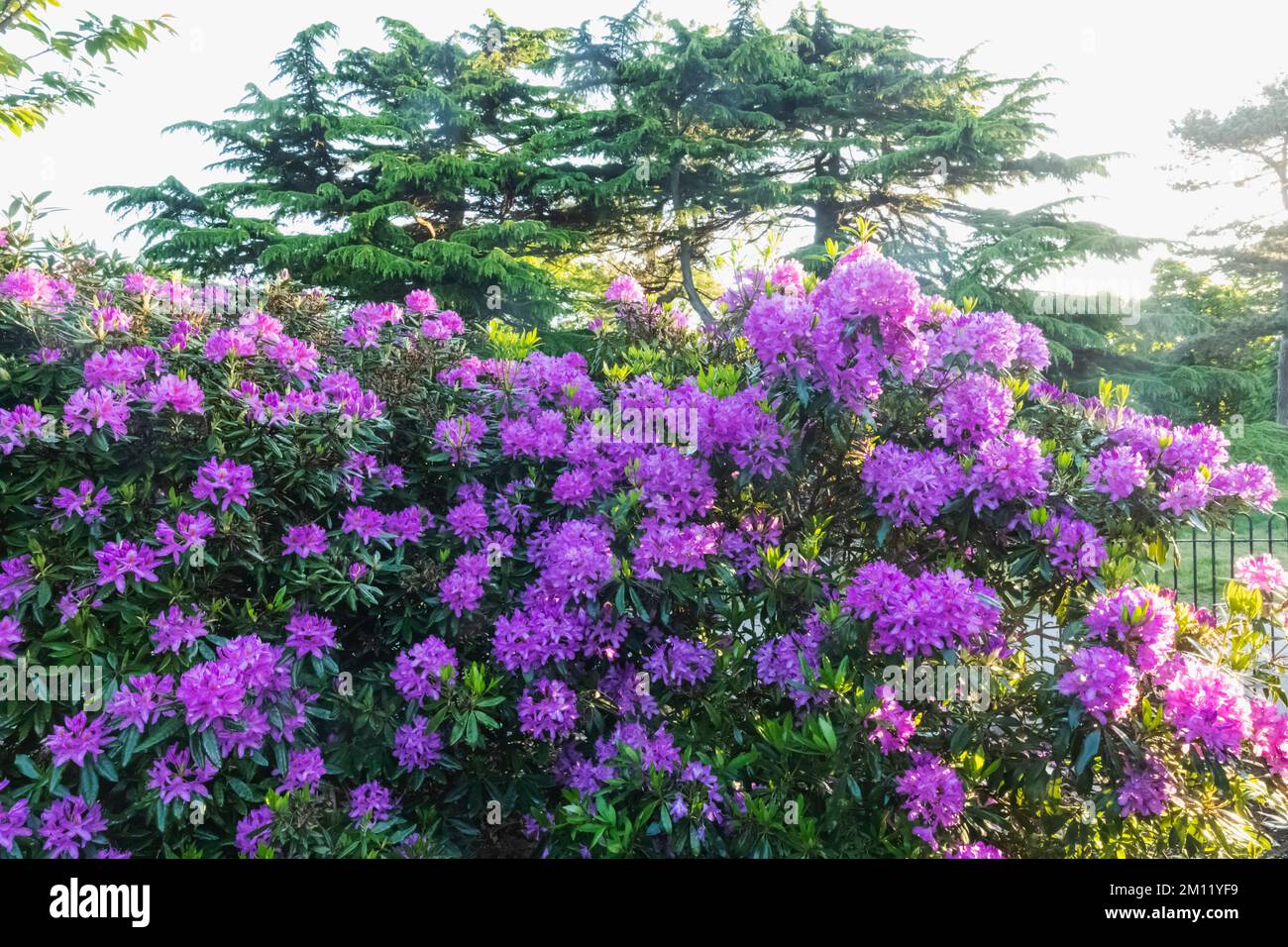 Azaleas in Bloom, Greenwich Park, Greenwich, London, England Stock ...