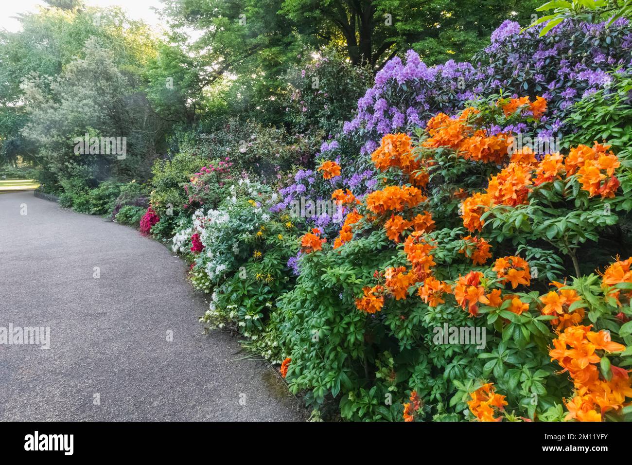 Azaleas in Bloom, Greenwich Park, Greenwich, London, England Stock ...