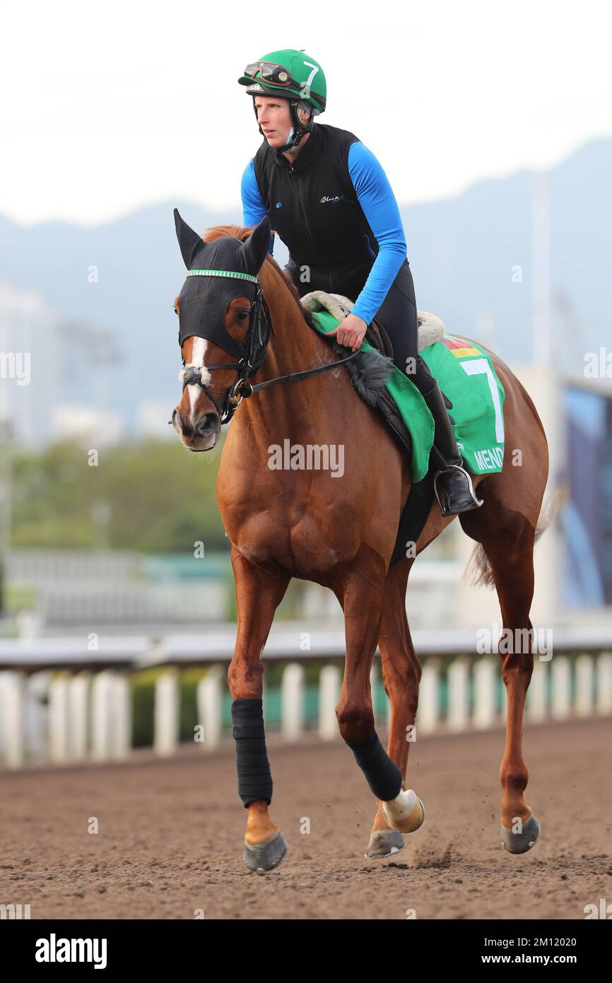 The Hong Kong Vase runner MENDOCINO galloping on the all weather track ...