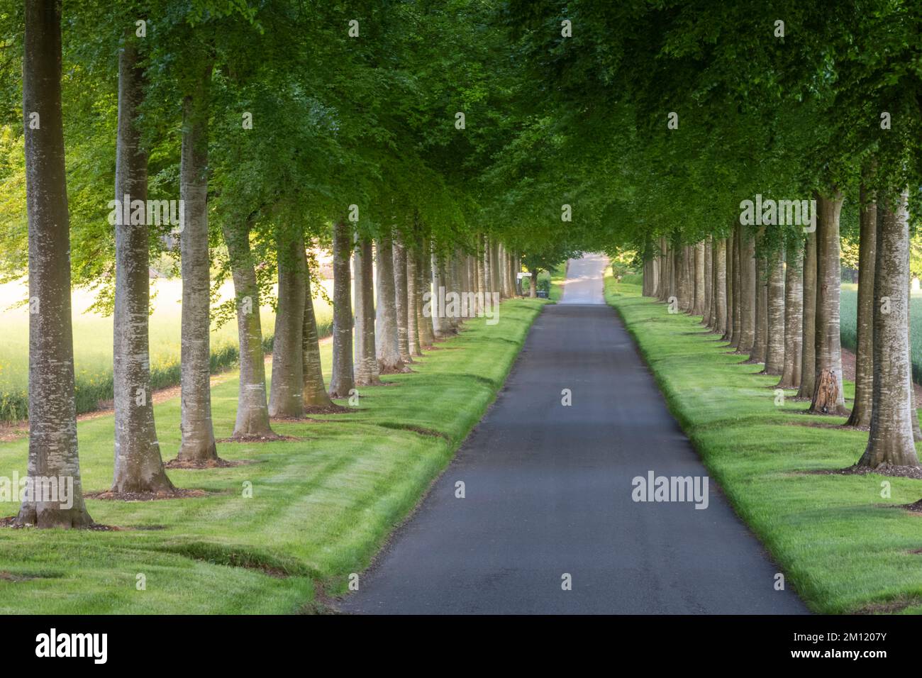 England, Dorset, Wimbourne Minster, Moor Crichel, Avenue of Beech Trees ...