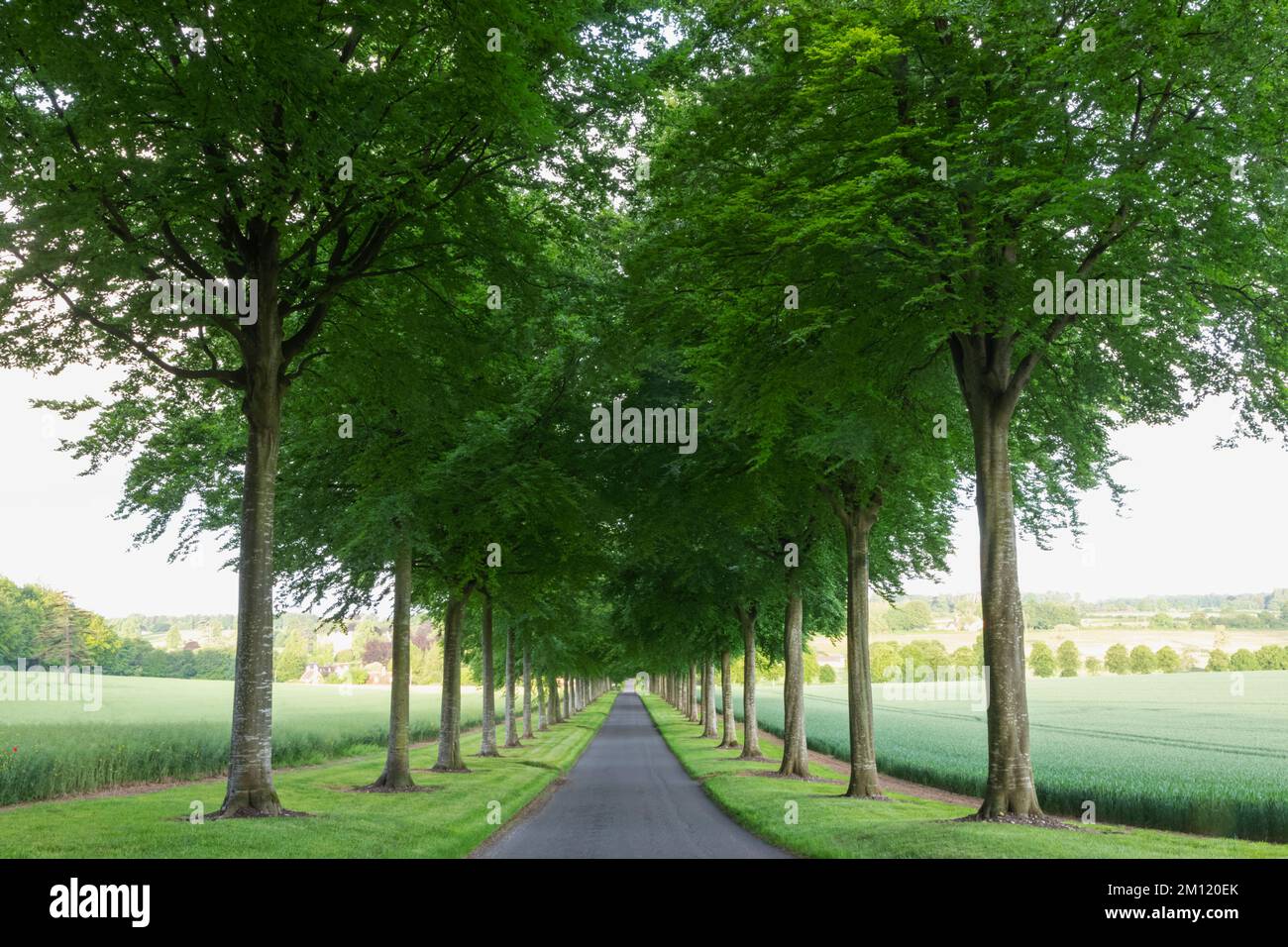England, Dorset, Wimbourne Minster, Moor Crichel, Avenue of Beech Trees ...
