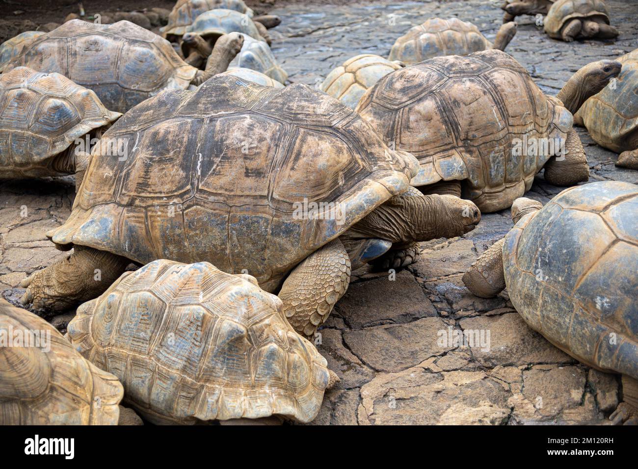 Giant tortoises at La Vanille Nature Park, Mauritius Island, Africa ...