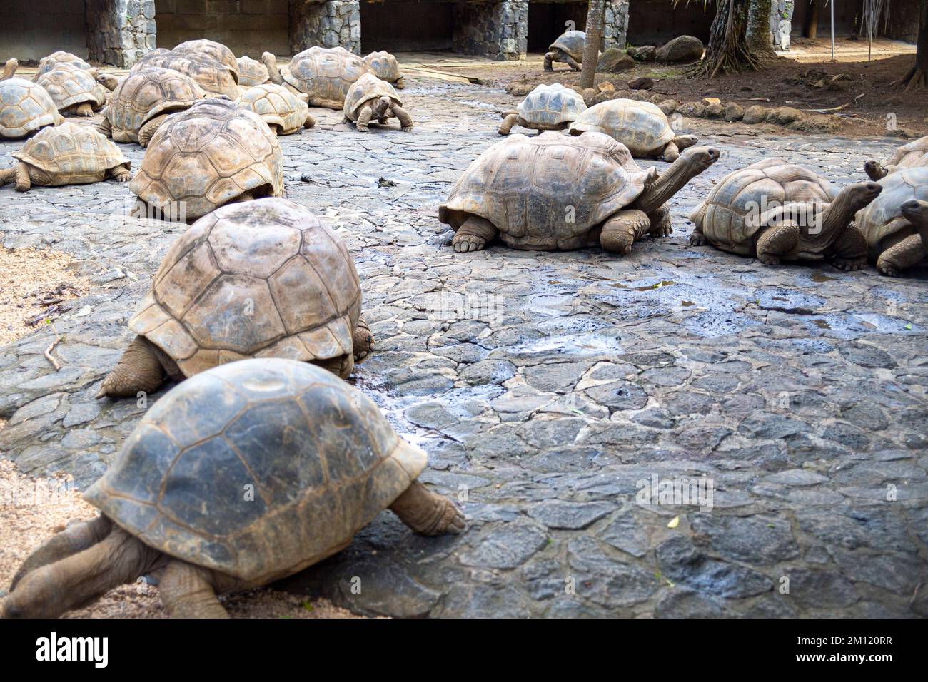 Giant tortoises at La Vanille Nature Park, Mauritius Island, Africa ...