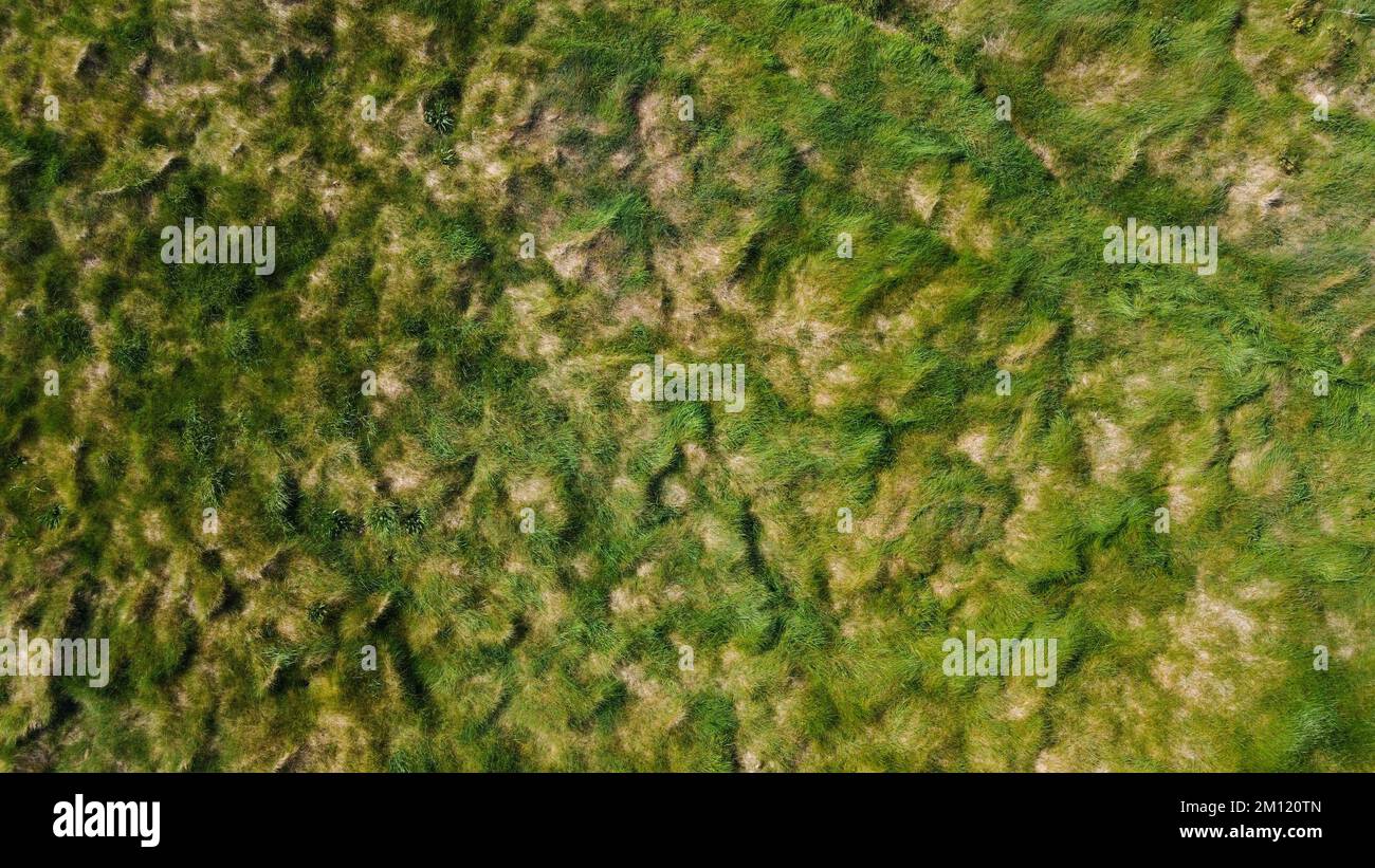 Thick green grass, full frame. Green vegetation as a background. Drone ...