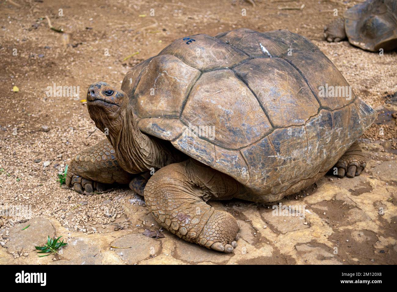 Giant tortoises at La Vanille Nature Park, Mauritius Island, Africa ...
