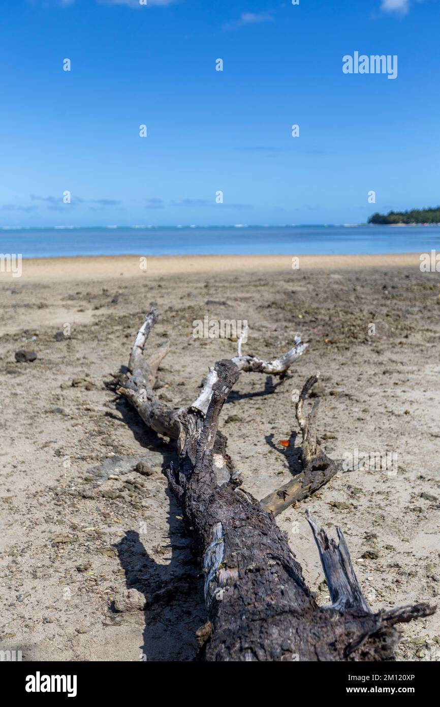 An old tree on the beach of the Lagoon Morne and some kite surfers in ...
