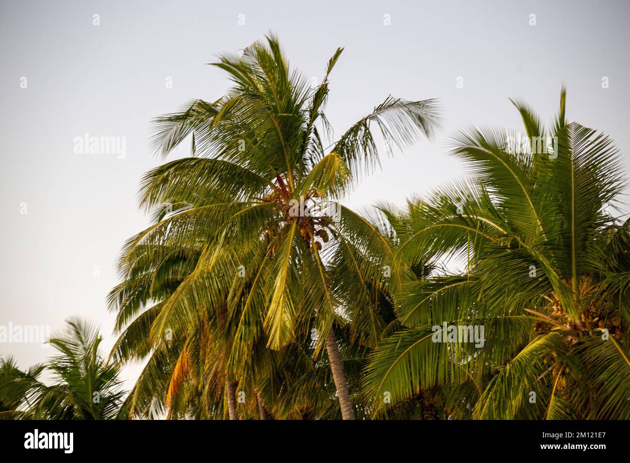 Palm trees at the beach of Flic en Flac, Mauritius, Africa Stock Photo ...