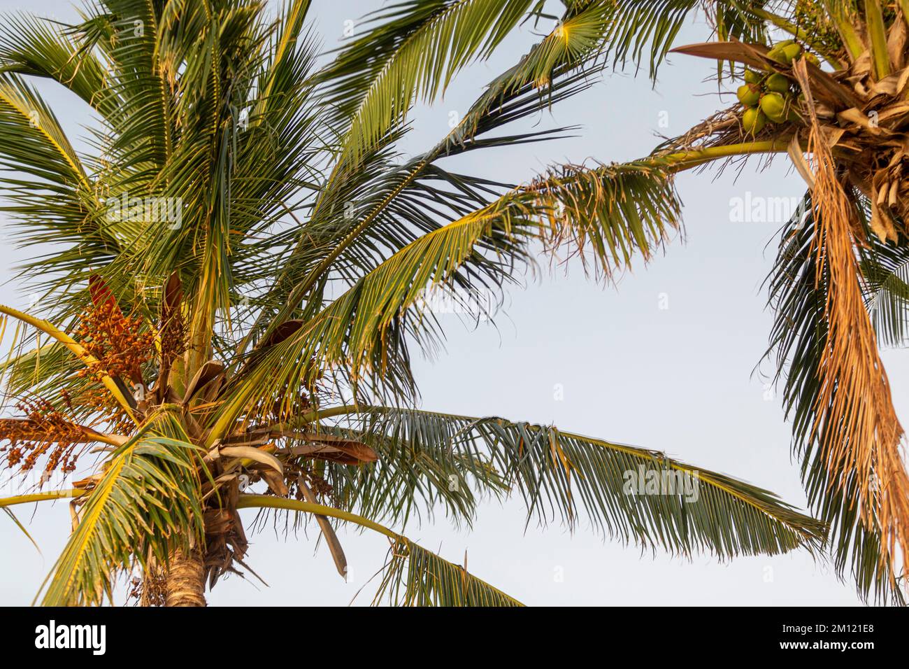 CoConut tree in the summer Stock Photo - Alamy