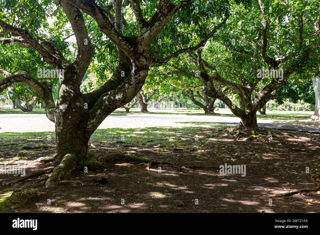 The Trees at Sir Seewoosagur Ramgoolam Botanical Garden, Mauritius ...