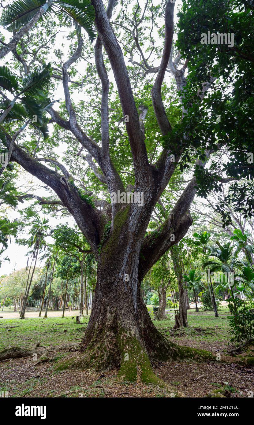 Panorama shot of tree at sir seewoosagur ramgoolam botanical garden hi ...