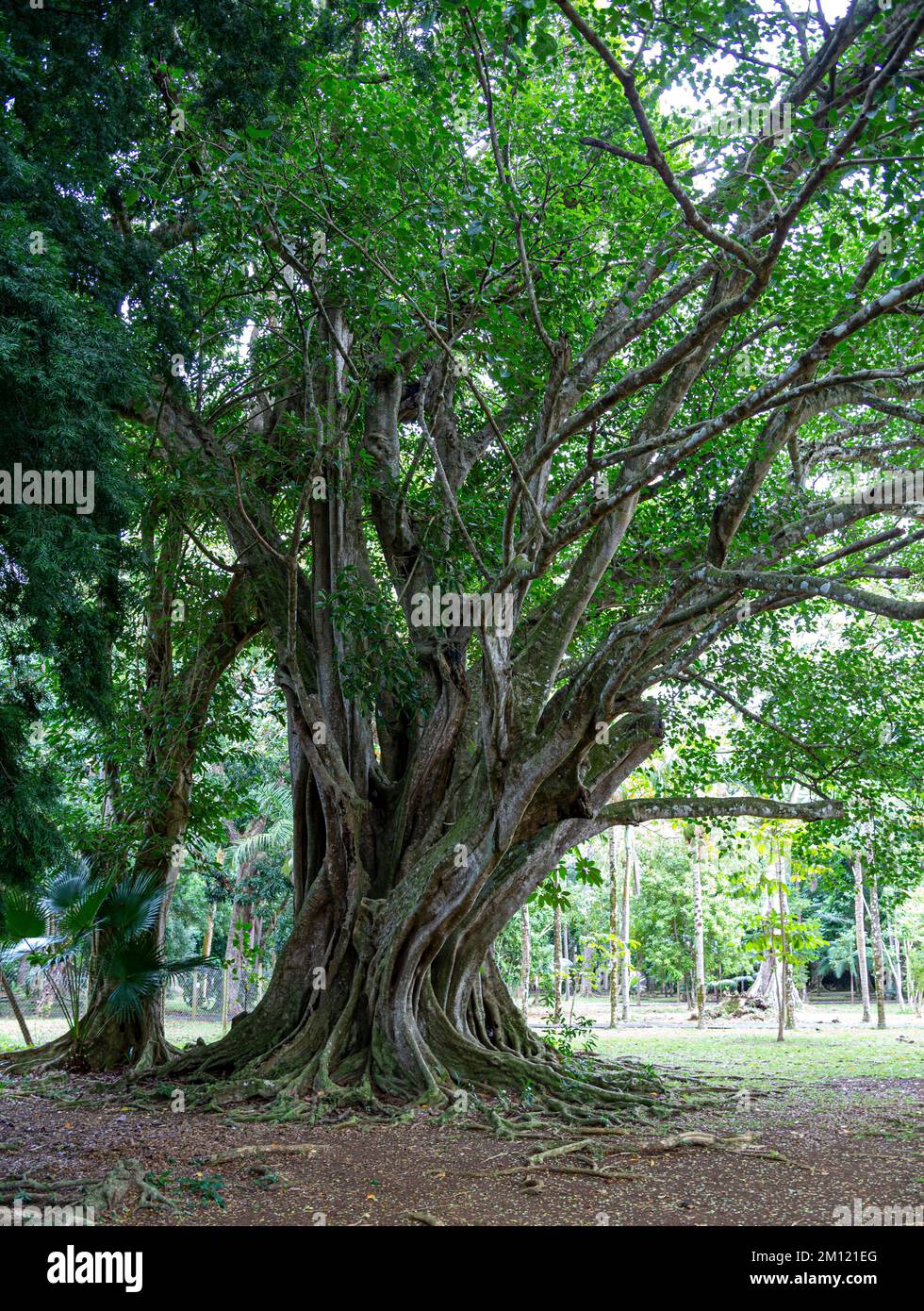 Some Trees at Sir Seewoosagur Ramgoolam Botanical Garden, Mauritius ...
