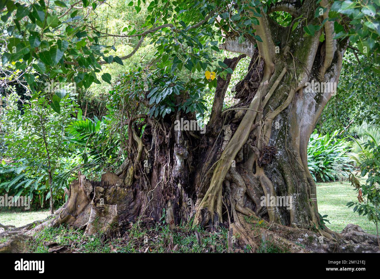 Trees at Sir Seewoosagur Ramgoolam Botanical Garden, Mauritius Island ...
