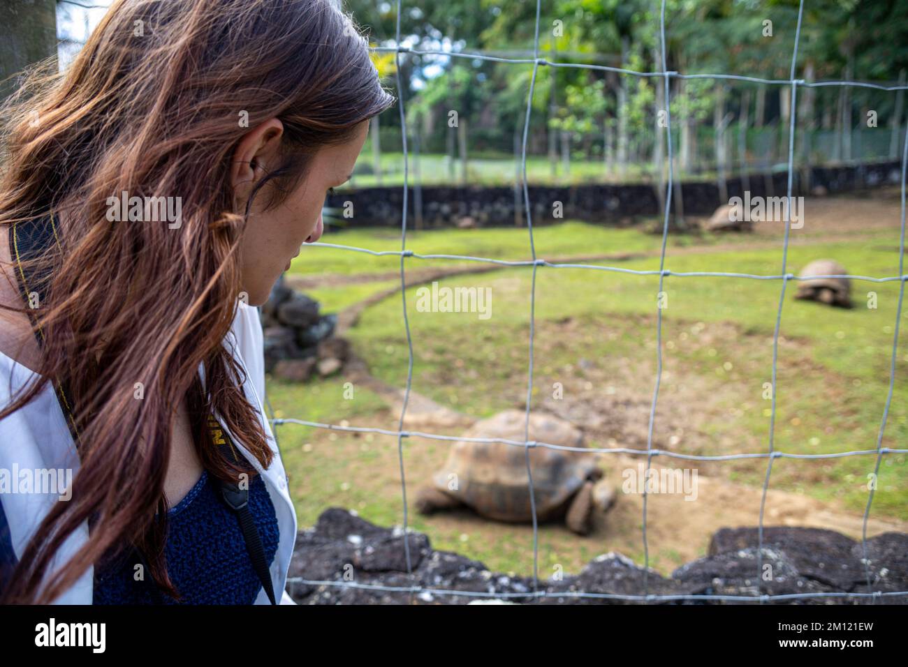 The young lady and the turtoises at Sir Seewoosagur Ramgoolam Botanical ...