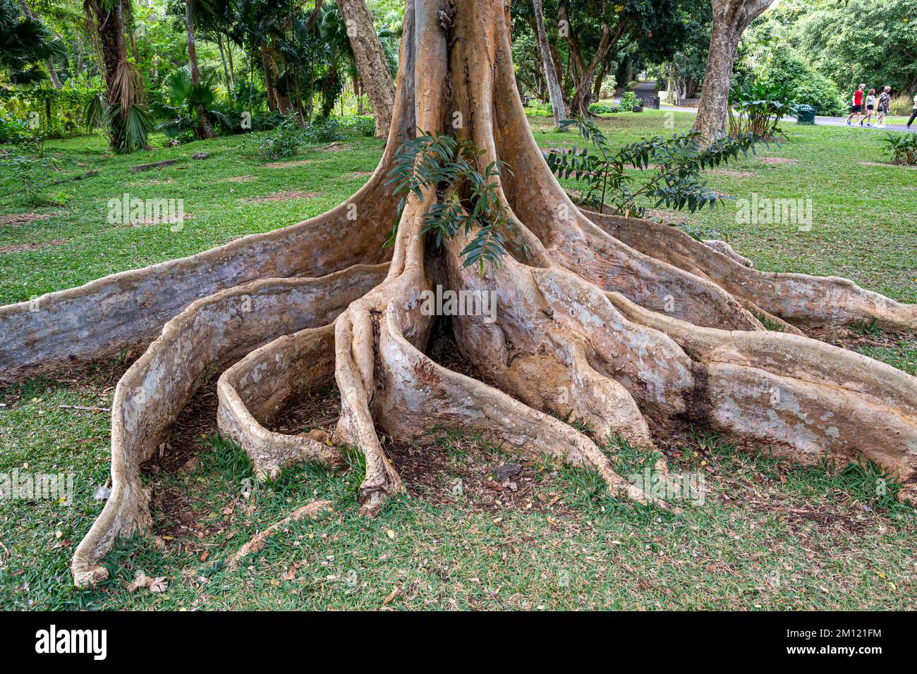 Trees at Sir Seewoosagur Ramgoolam Botanical Garden, Mauritius Island ...