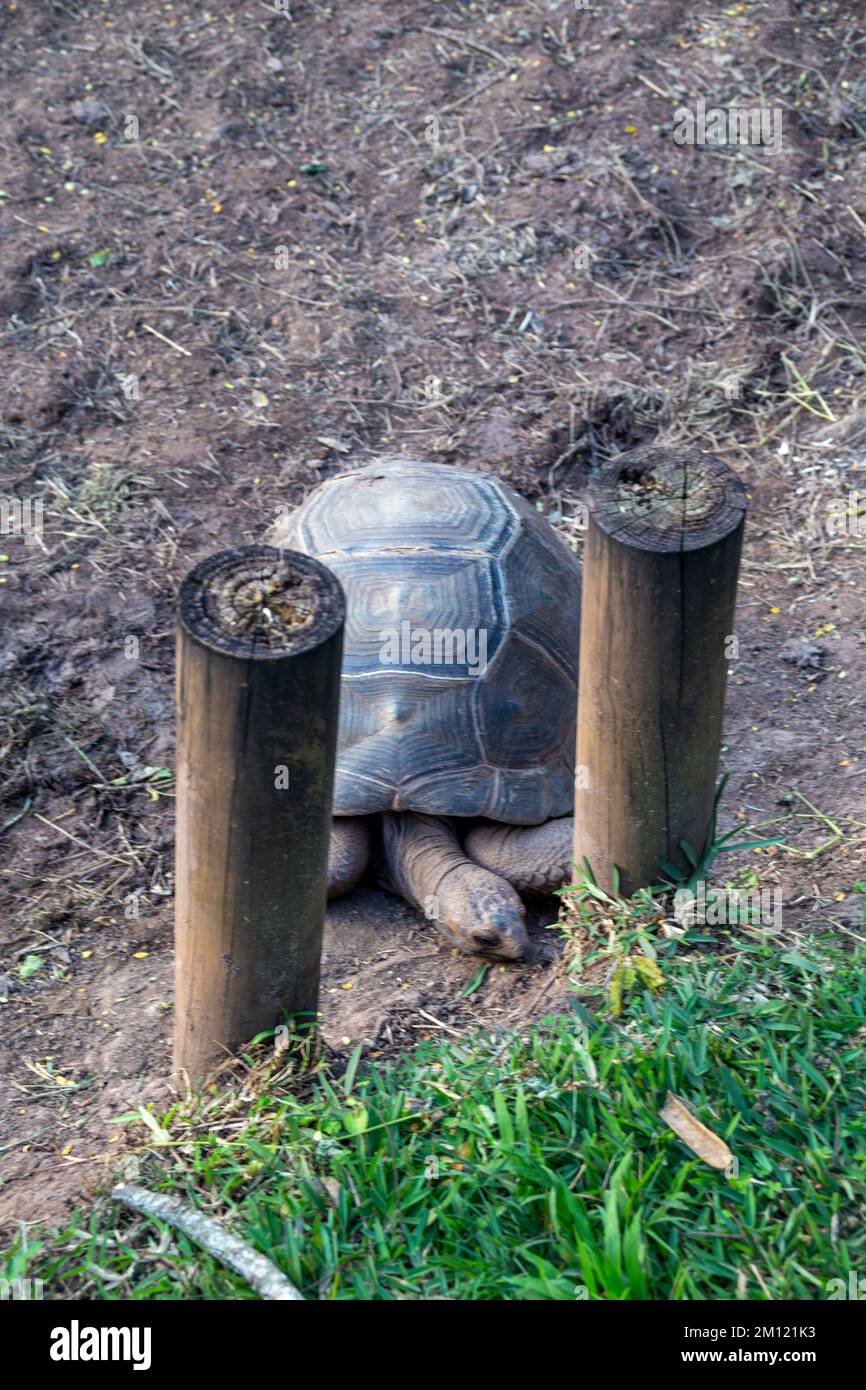 giant tortois of Aldabra species at Chamarel 7 Coloured Earth Park ...
