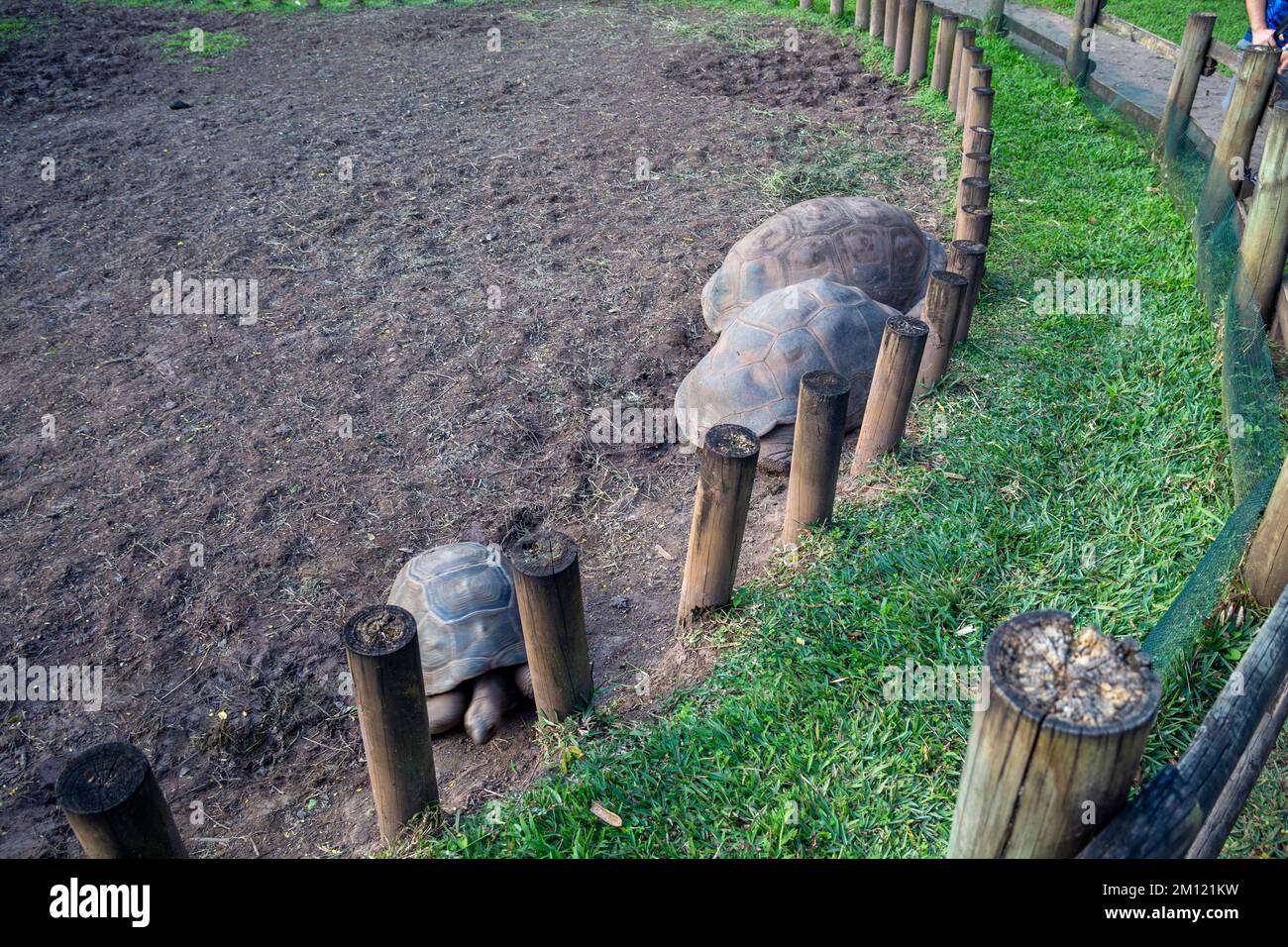giant tortoises of Aldabra species at Chamarel 7 Coloured Earth Park ...