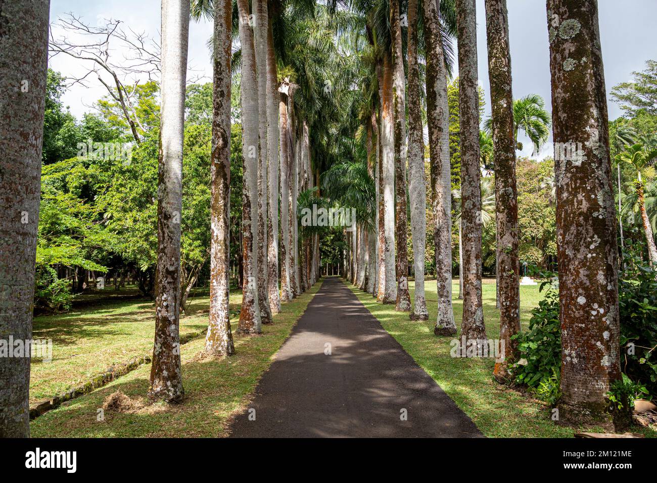 The Trees at Sir Seewoosagur Ramgoolam Botanical Garden, Mauritius ...