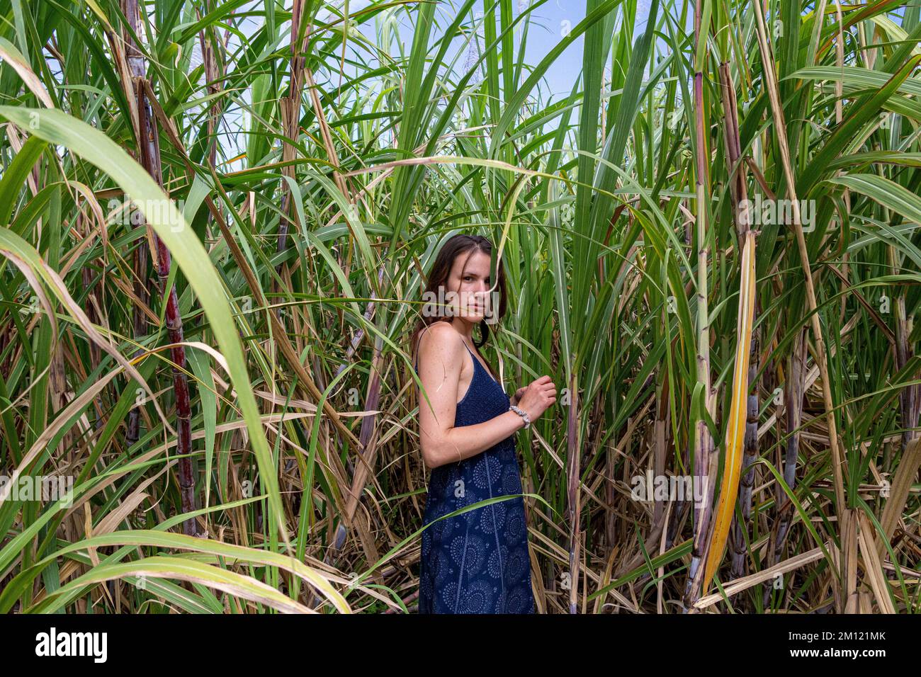 Young lady posing in front of sugar cane plants, Mauritius Island ...