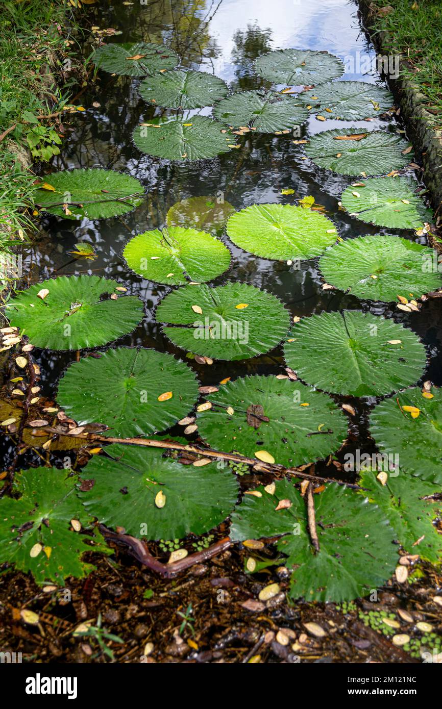 Sir Seewoosagur Ramgoolam Botanical Garden, pond with Victoria ...