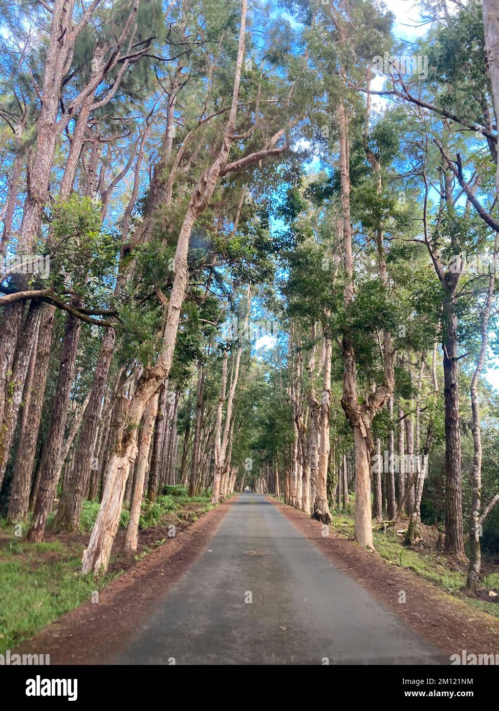 Trees at the entrance of the Alexandra Falls, Mauritius Island, Africa ...