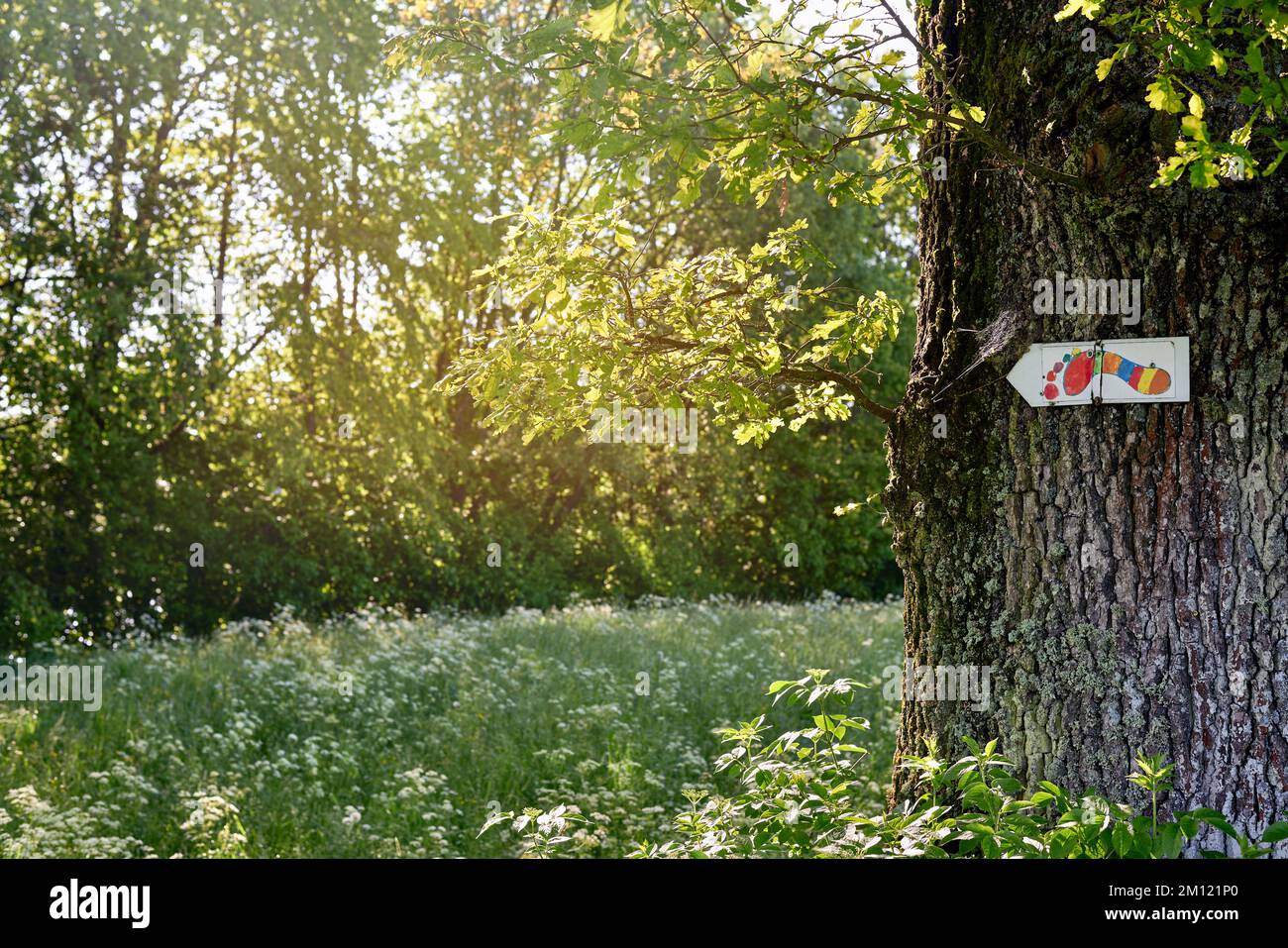 Barefoot walking - path marking in the form of a footprint with ...
