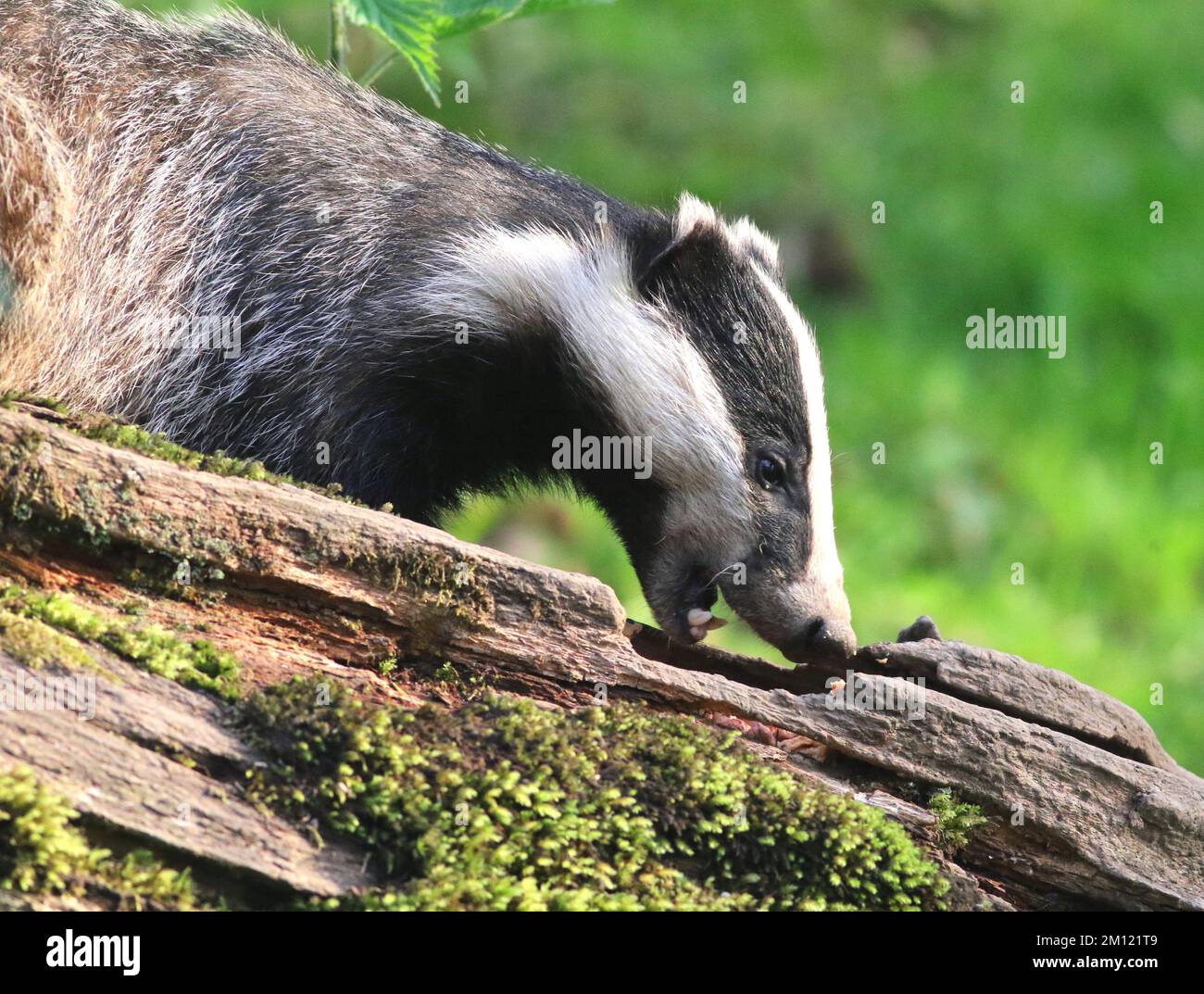 Badgers at dinefwr hi-res stock photography and images - Alamy