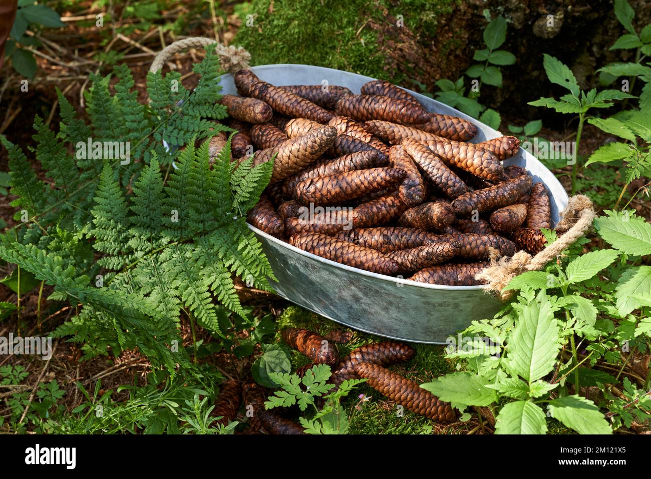 Barefoot walking forest hi-res stock photography and images - Alamy