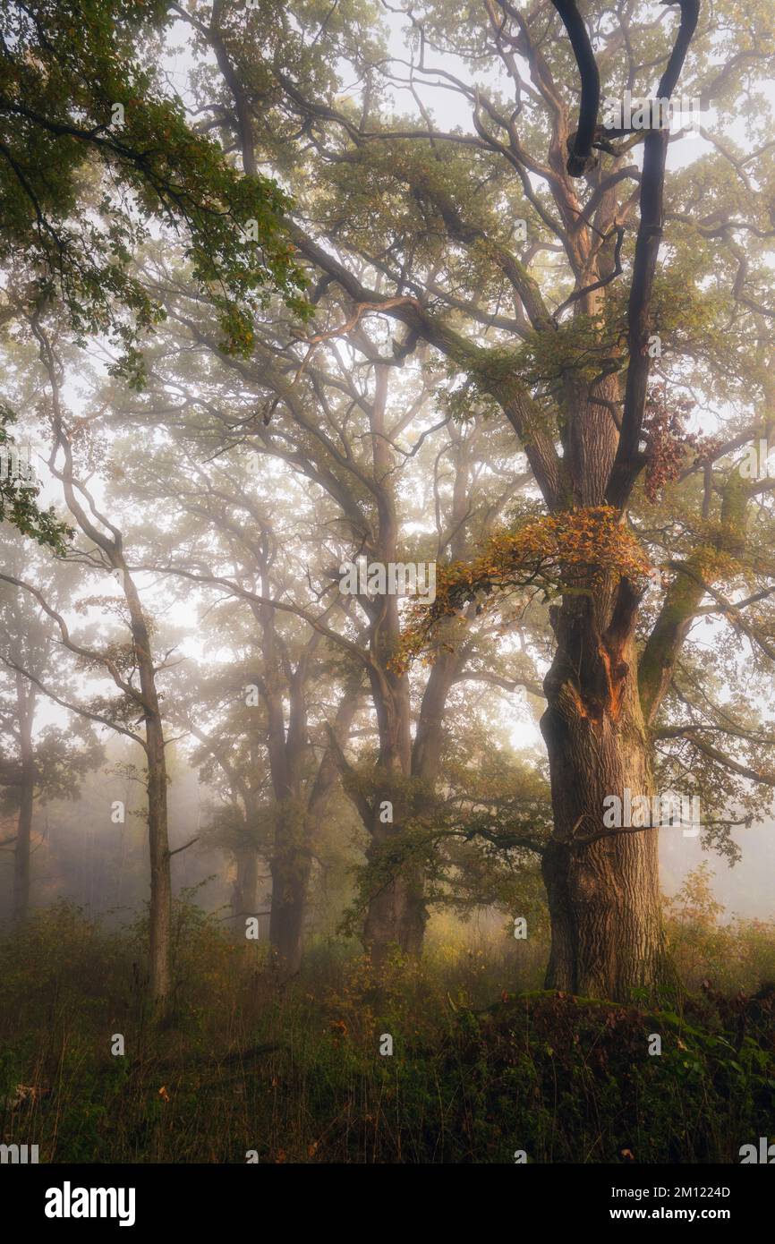 Old oaks quercus near nebel in a forest hi-res stock photography and ...