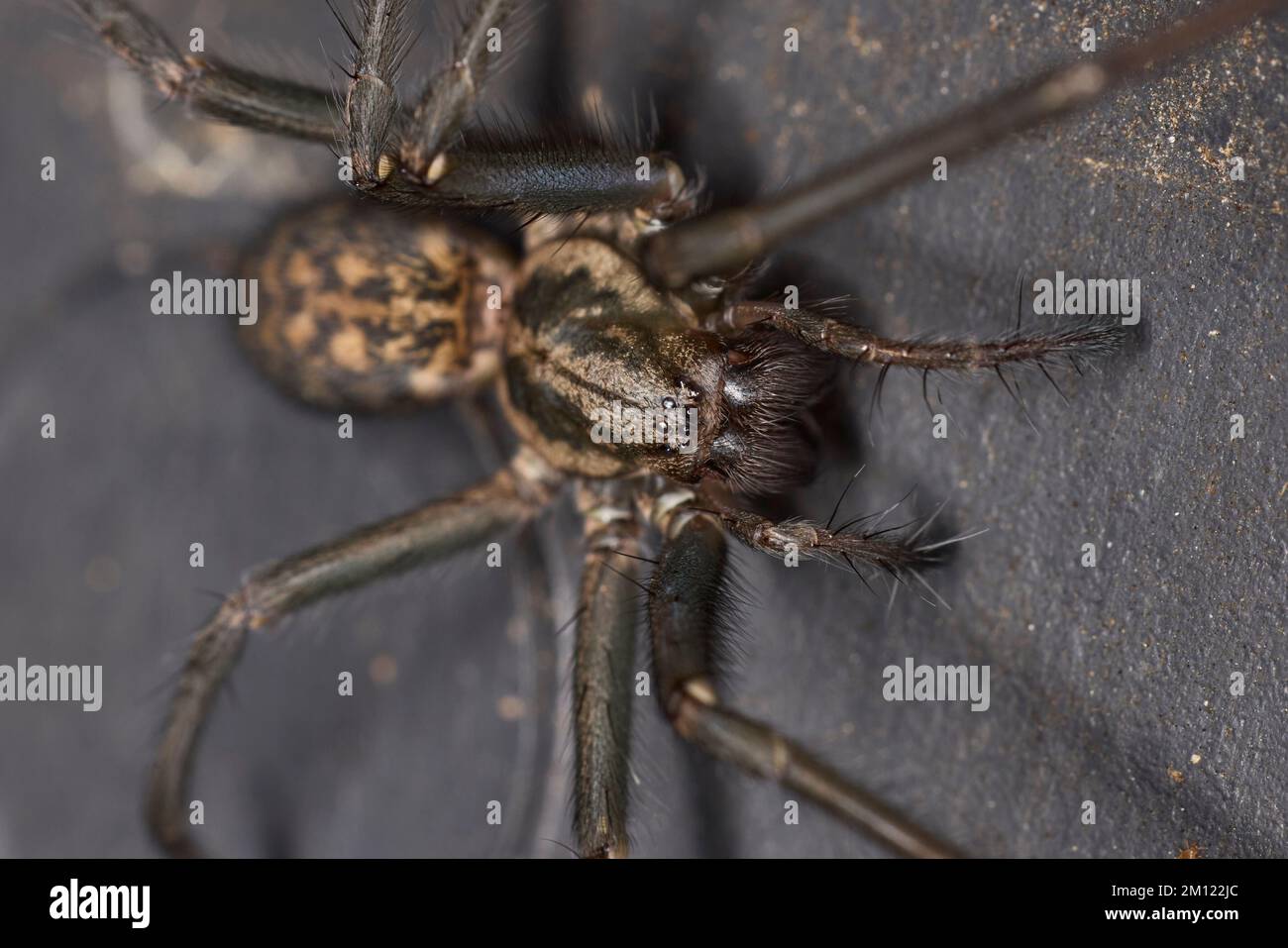 Spider, angle spider Stock Photo - Alamy