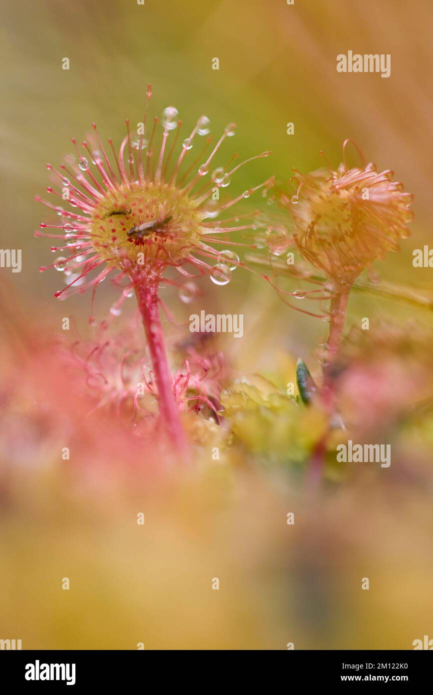 Sundew tentacles drosera rotundifolia hi-res stock photography and ...