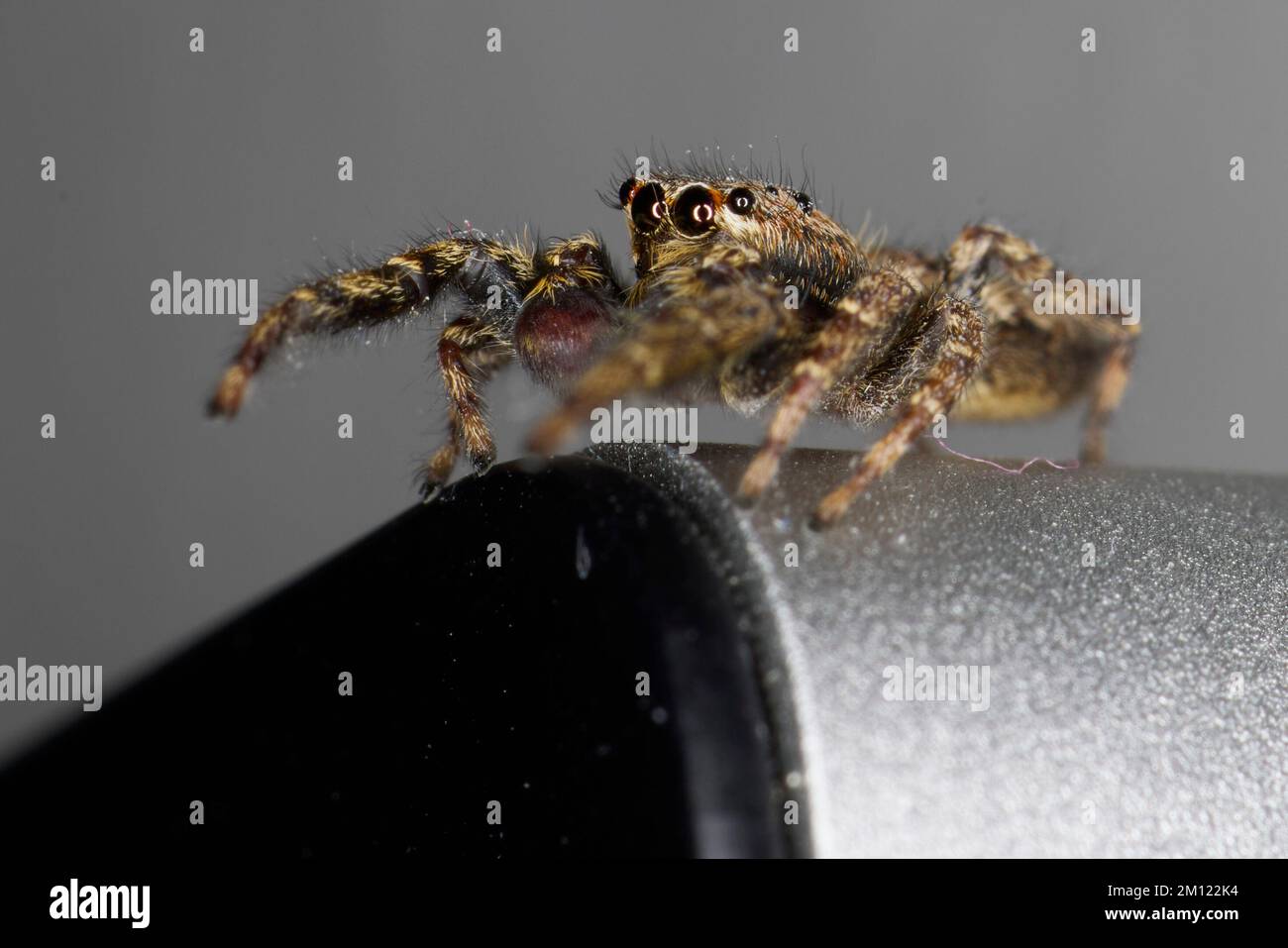 Spider, jumping spider, Marpissa muscosa Stock Photo - Alamy