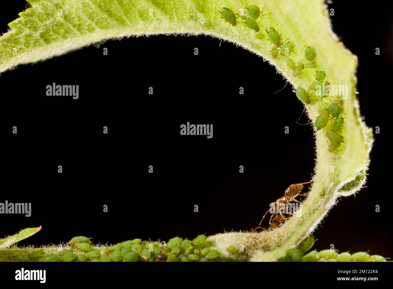 Insect pests ants aphids hi-res stock photography and images - Alamy