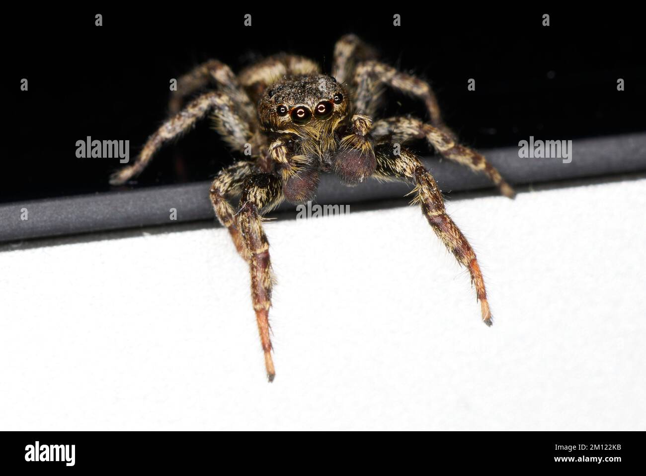 Spider, jumping spider, Marpissa muscosa Stock Photo - Alamy