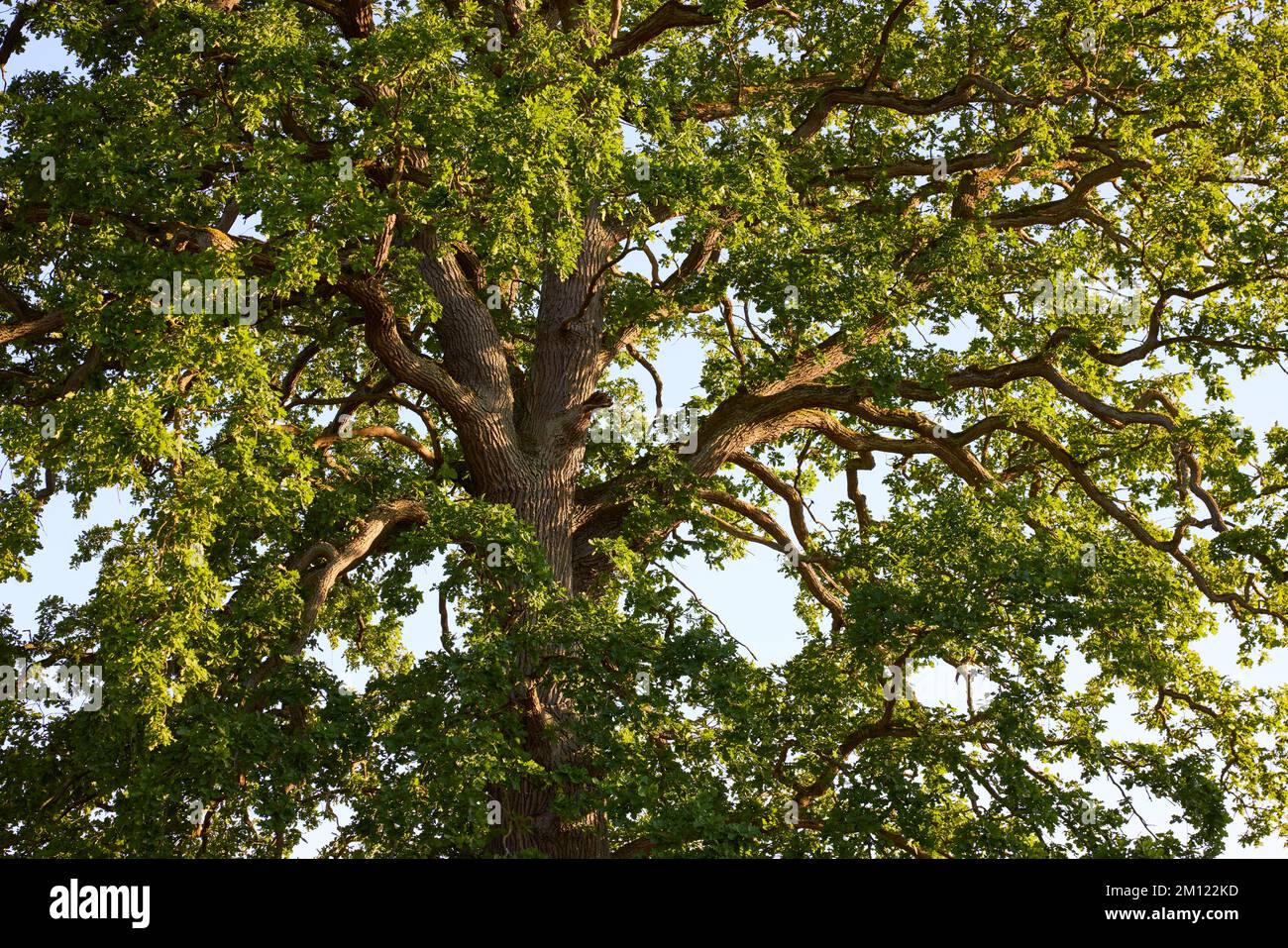 Oak, Crown, Tree, Detail Stock Photo - Alamy