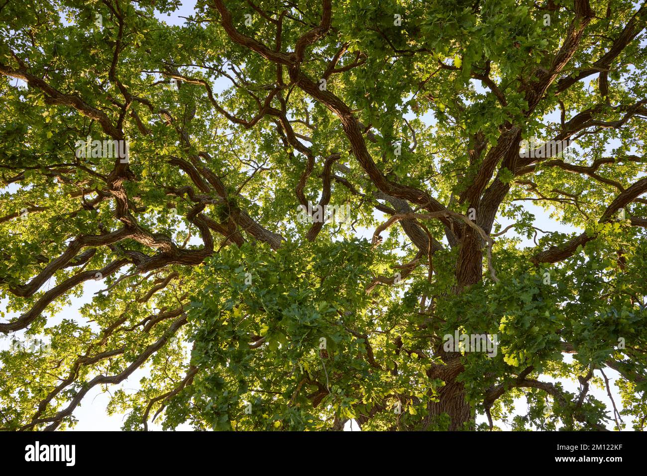 Crown tree hi-res stock photography and images - Alamy