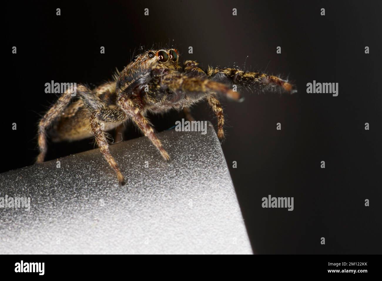 Spider, jumping spider, Marpissa muscosa Stock Photo - Alamy