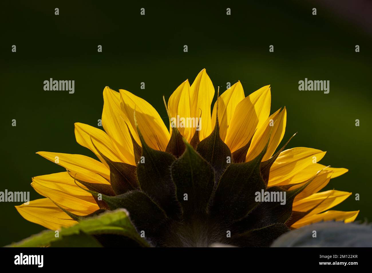 Sunflower from behind hi-res stock photography and images - Alamy