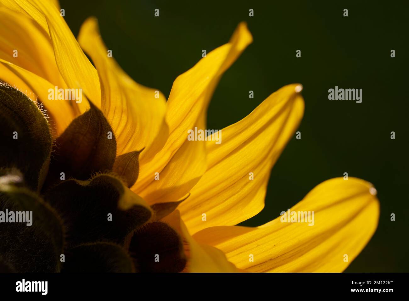 Sunflower from behind hi-res stock photography and images - Alamy