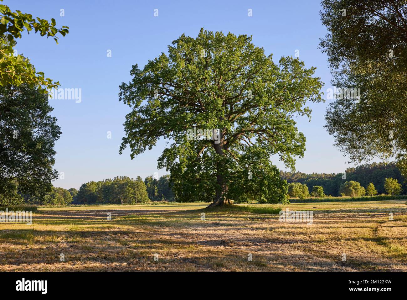 Oak landscape hi-res stock photography and images - Alamy