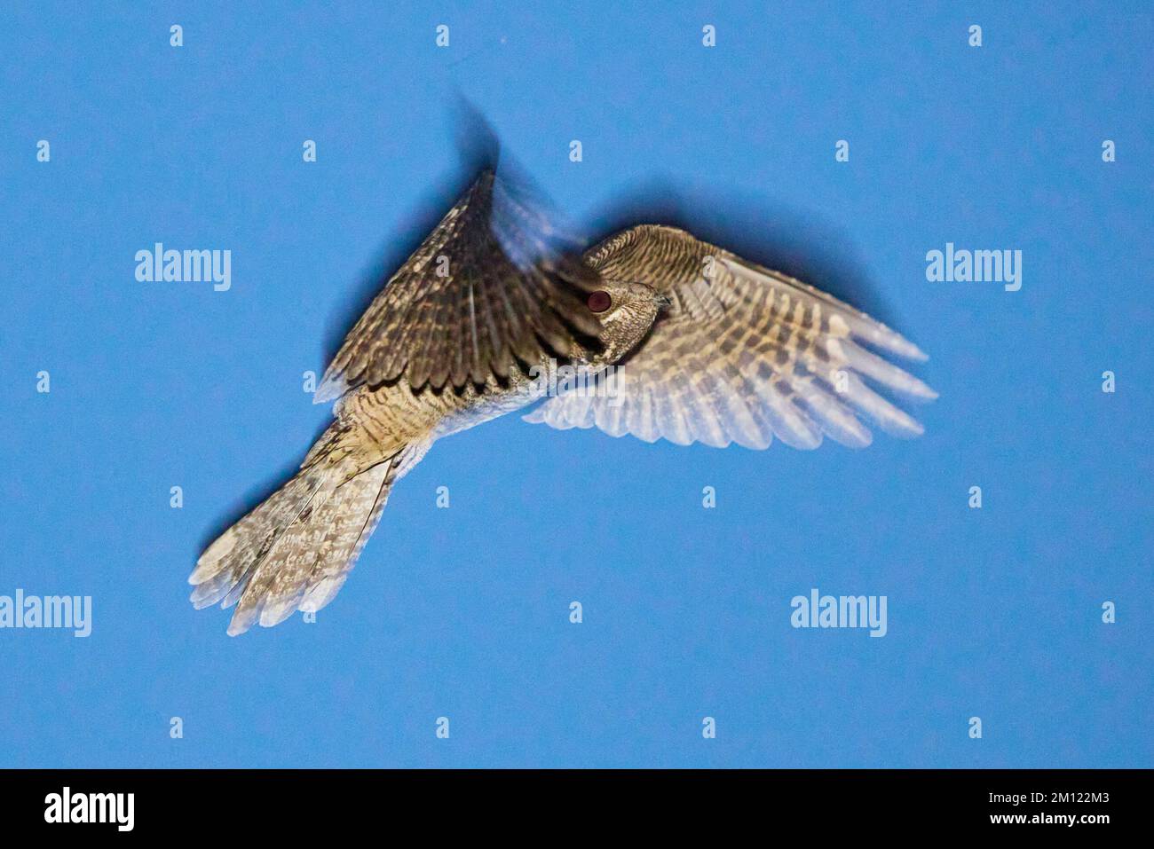 Goatsucker hi-res stock photography and images - Alamy