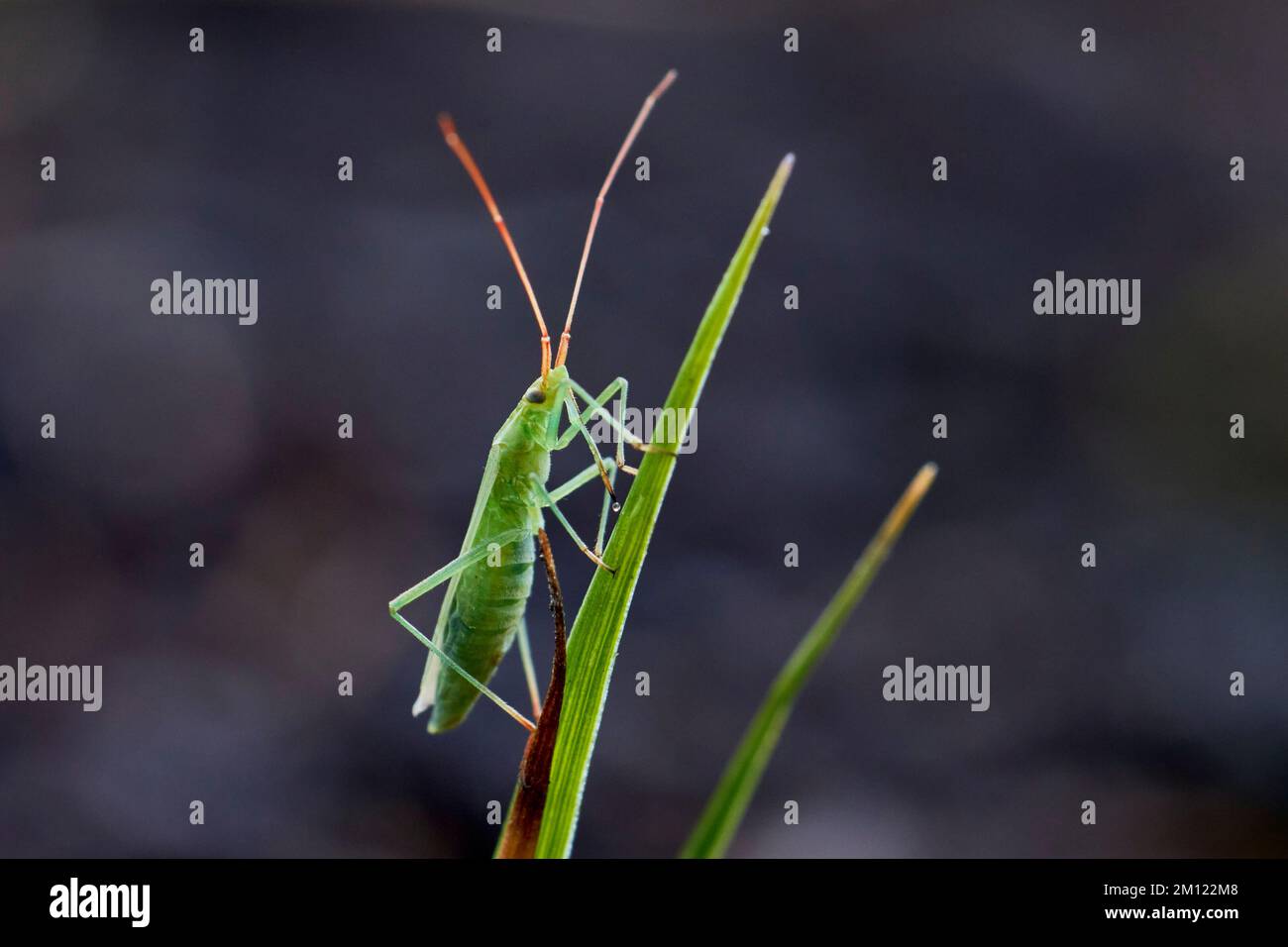 Bug, soft bug, Trigonotylus caelestialium Stock Photo - Alamy