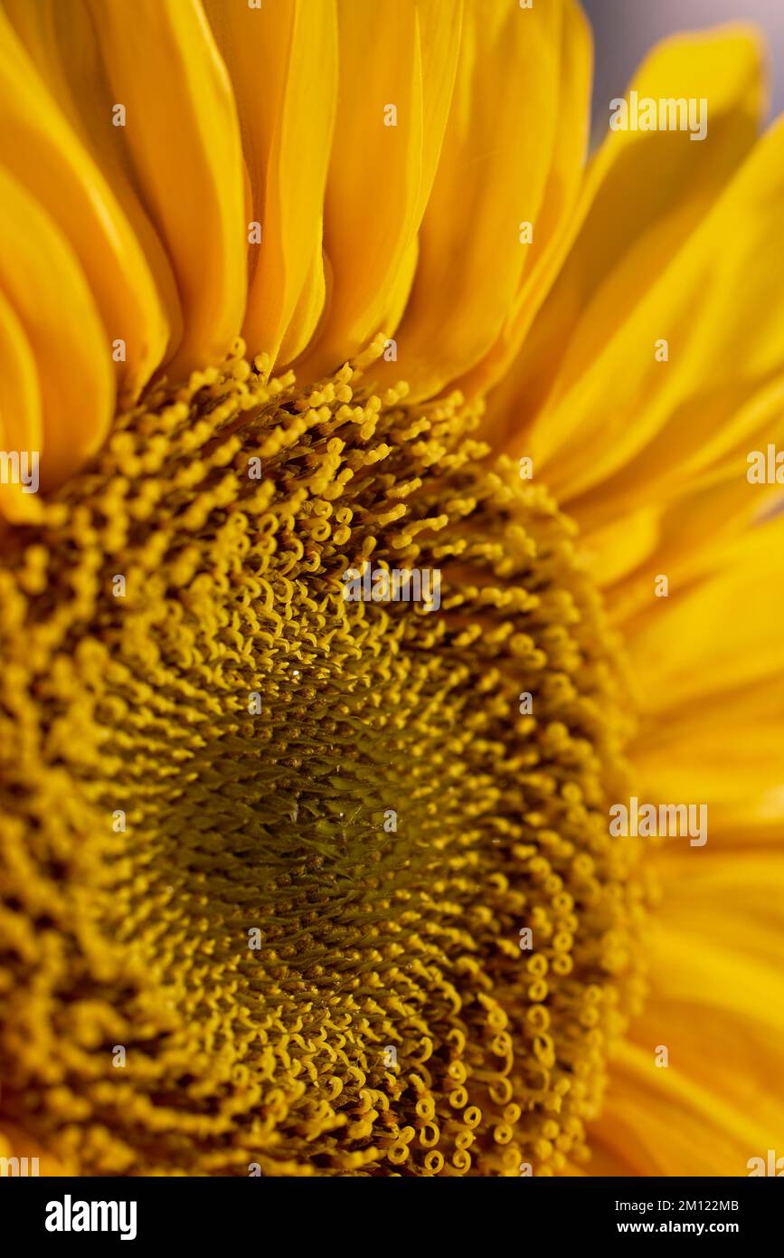 Sunflower, flower, detail Stock Photo - Alamy