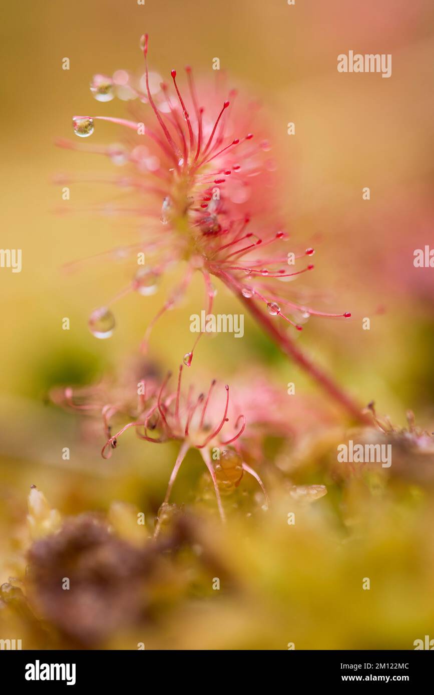 Sundew, round-leaved sundew, Drosera rotundifolia Stock Photo - Alamy
