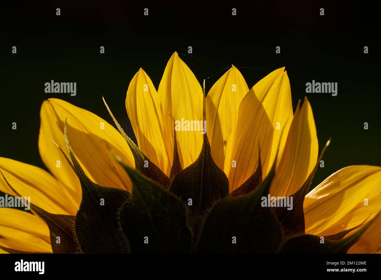 Sunflower, flower, detail Stock Photo - Alamy