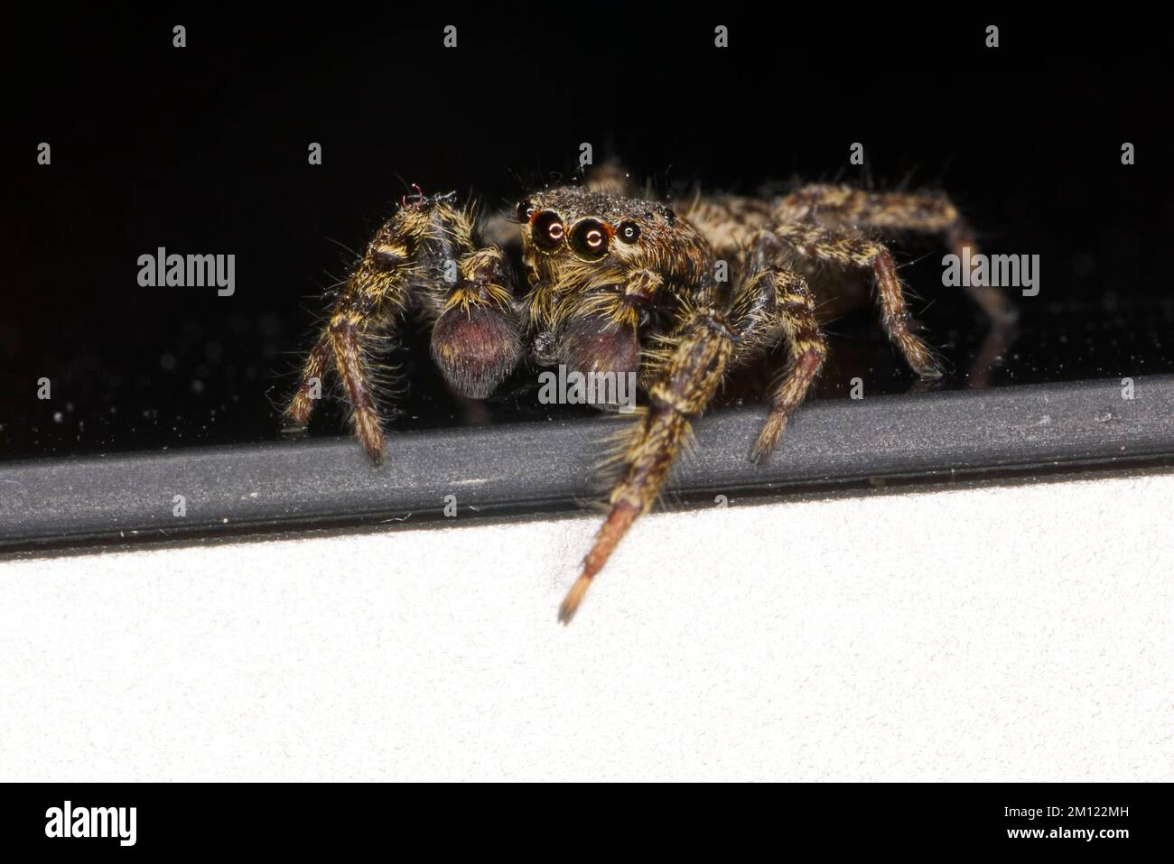 Spider, jumping spider, Marpissa muscosa Stock Photo - Alamy