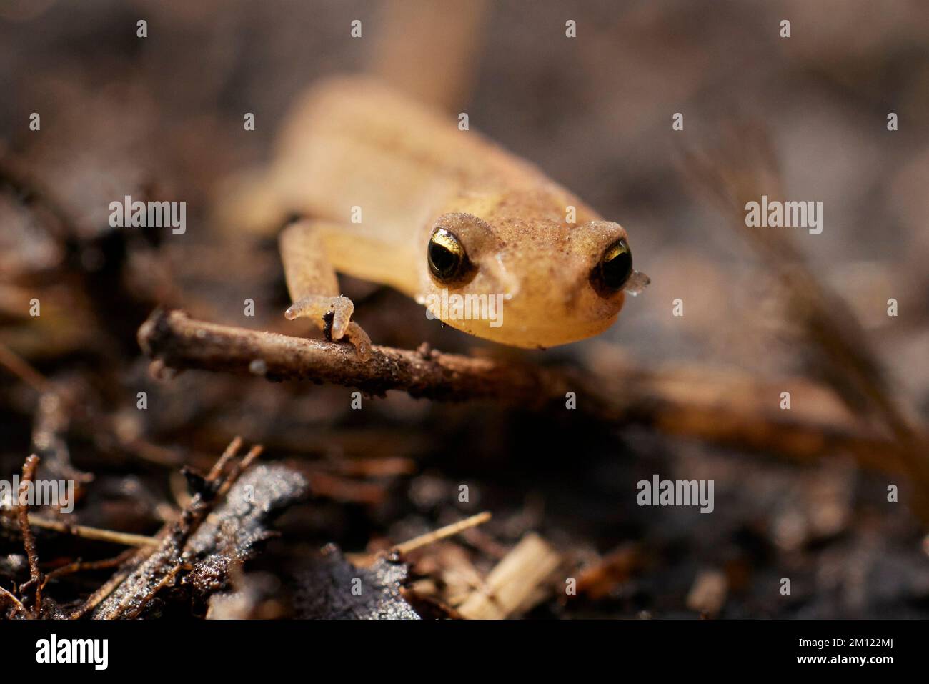 Pond newt, Lissotriton vulgaris Stock Photo - Alamy