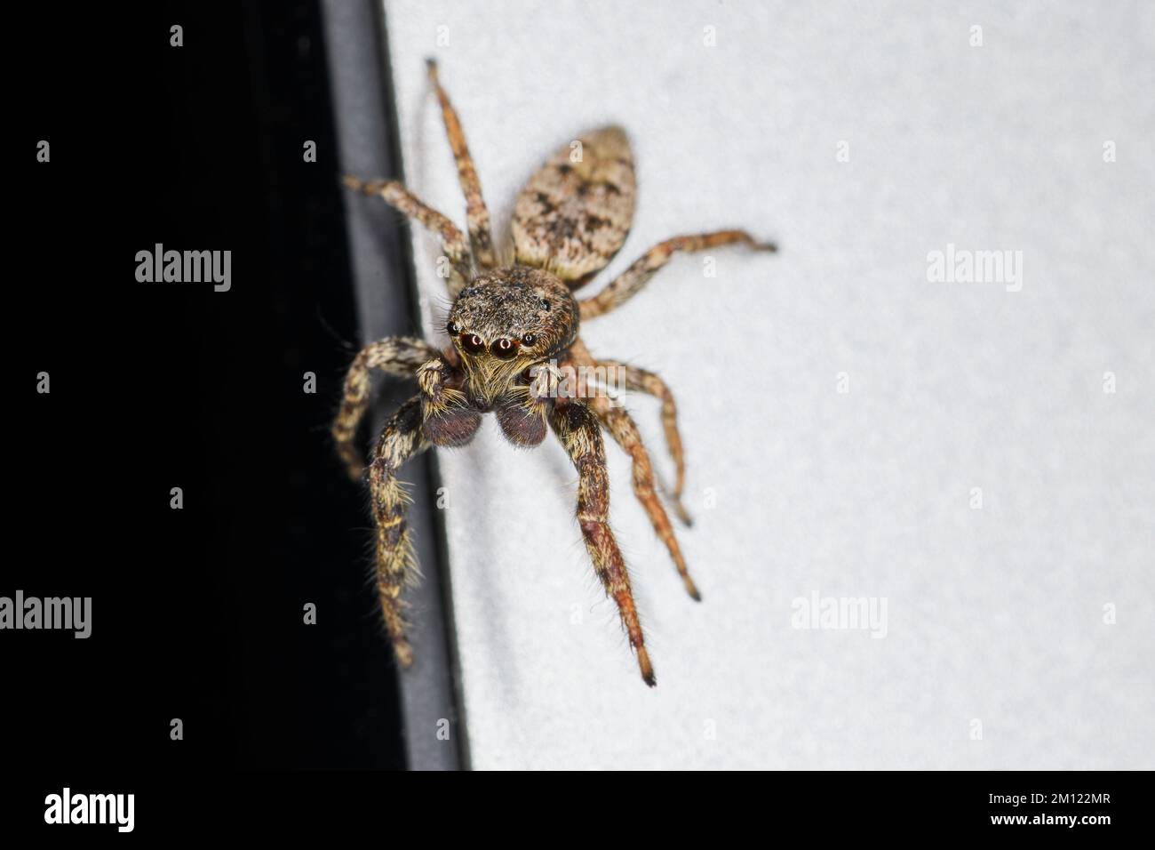 Spider, jumping spider, Marpissa muscosa Stock Photo - Alamy