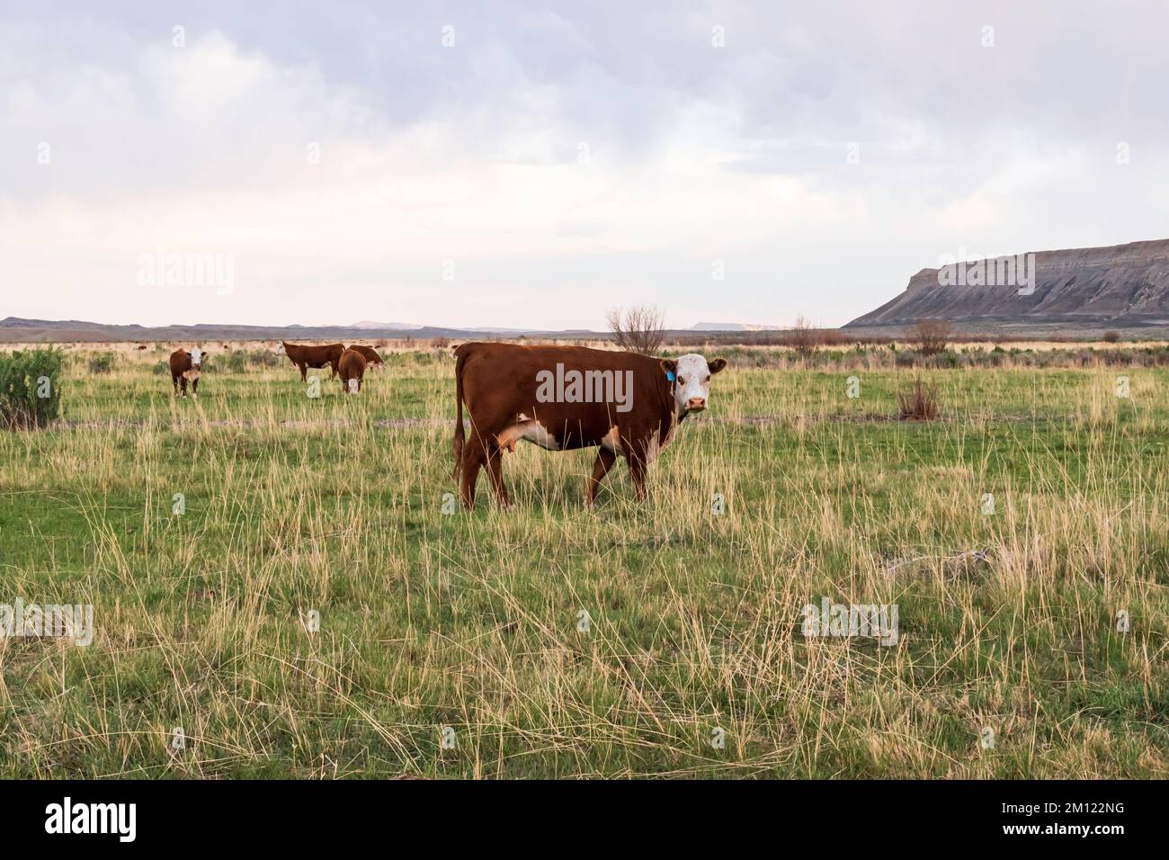 Brown Cows Eating Grass in a Rugged Pasture at Sunset Stock Photo - Alamy