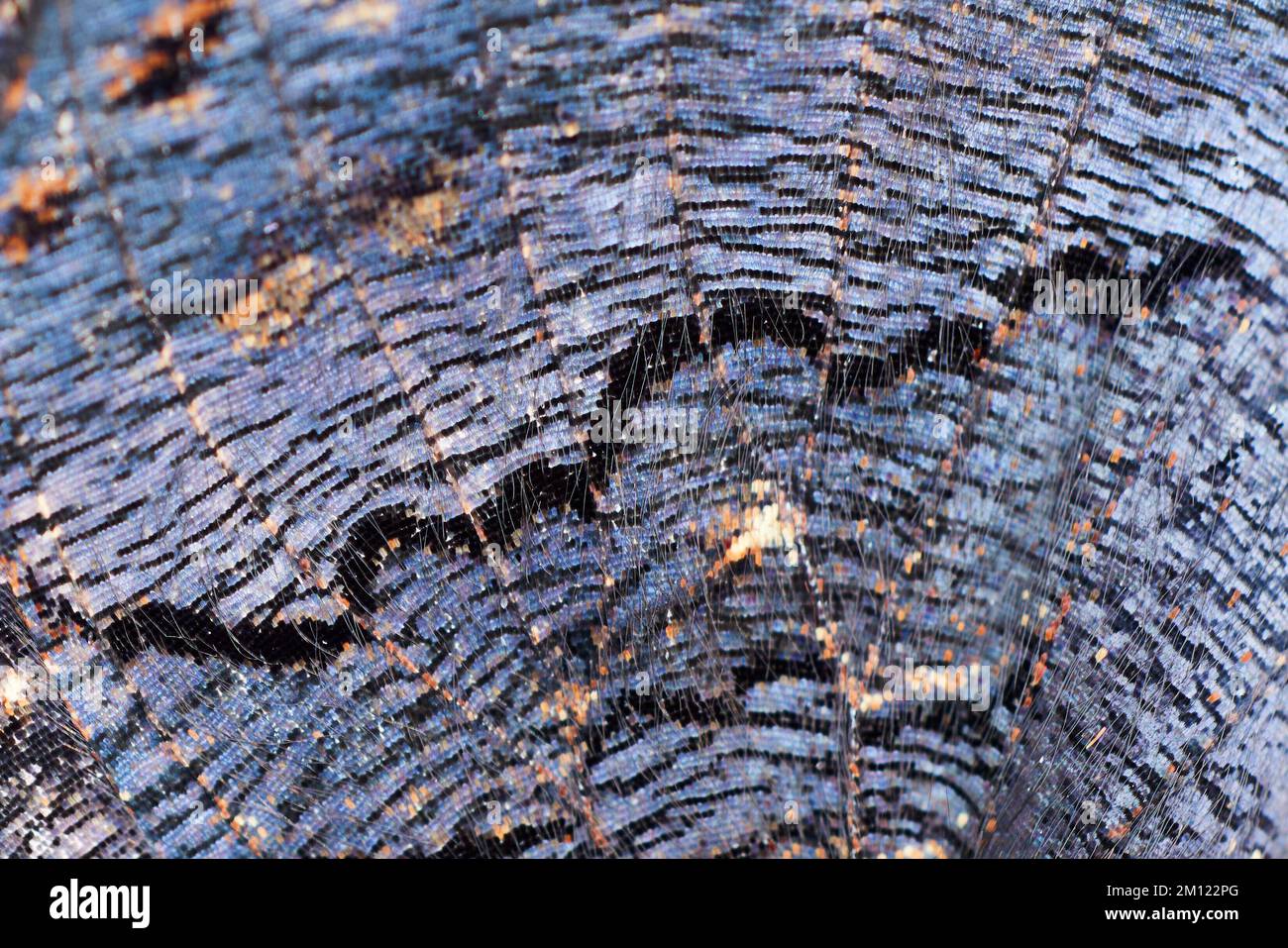 Underside of wings hi-res stock photography and images - Alamy
