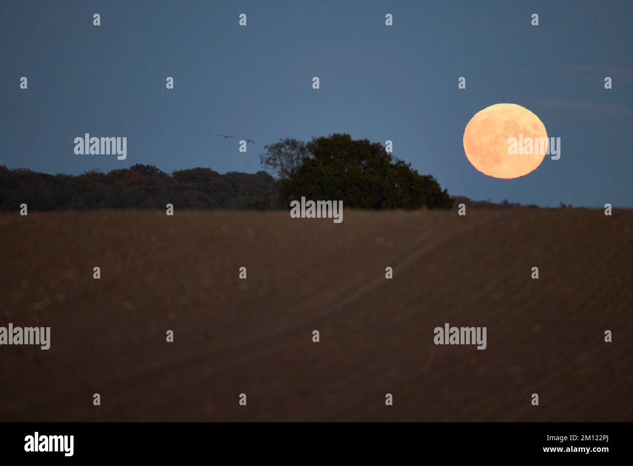 Full moon, field Stock Photo - Alamy